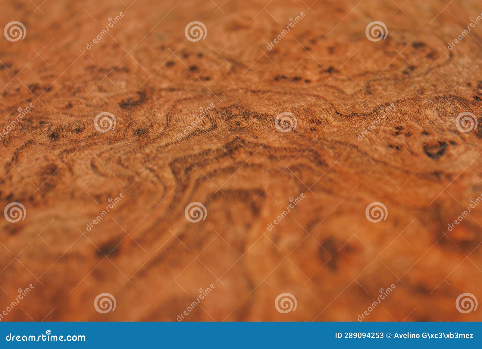 Elm Root Wood Texture with Wavy Grain Stock Image - Image of weathered ...