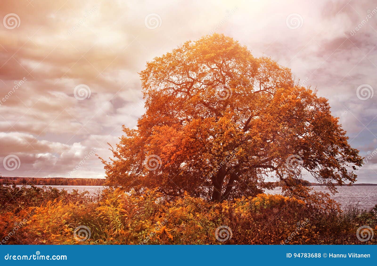 Elm tree in autumn colors stock photo. Image of orange - 94783688