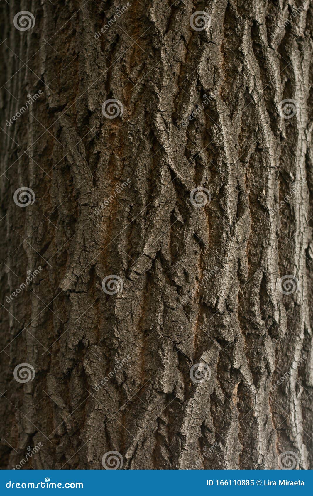 Elm Tree Bark Tree Texture Background Stock Image - Image of gray ...