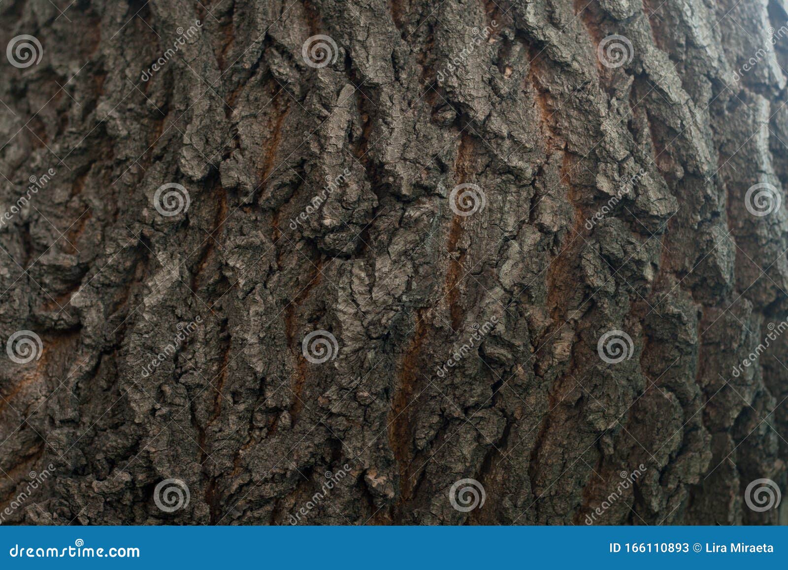 Elm Tree Bark Tree Texture Background Stock Image - Image of surface ...