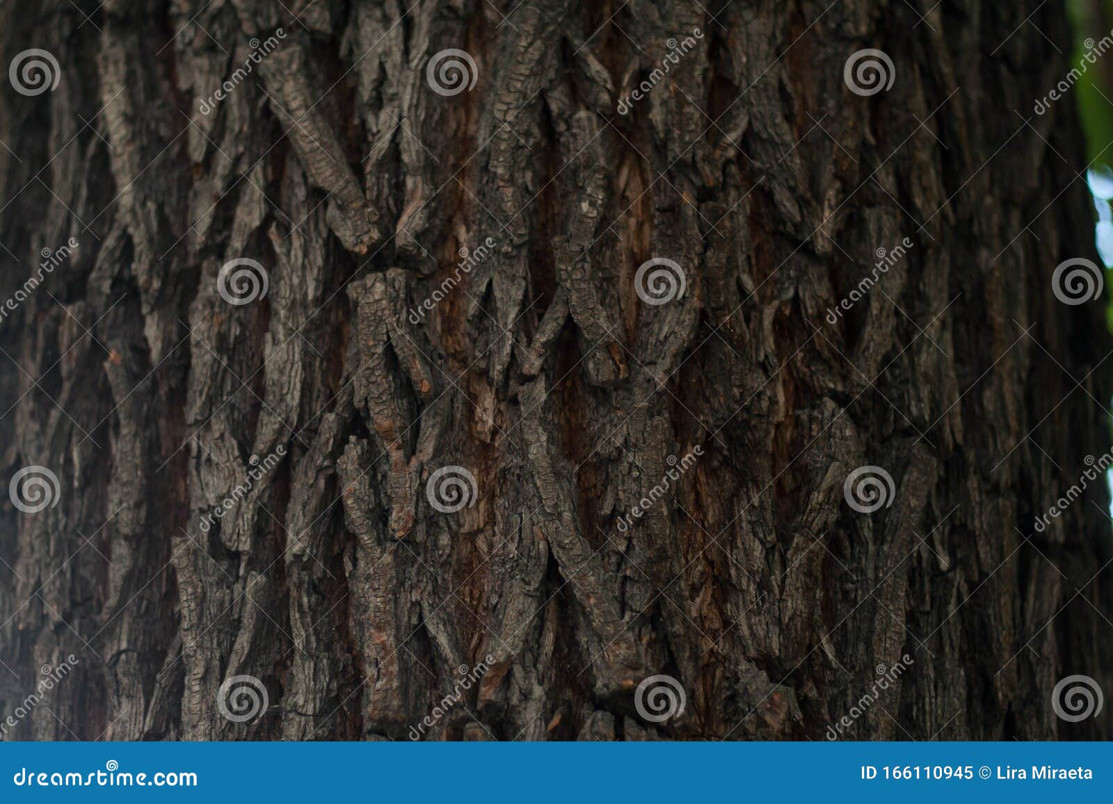 Elm Tree Bark Tree Texture Background Stock Image - Image of trunk ...