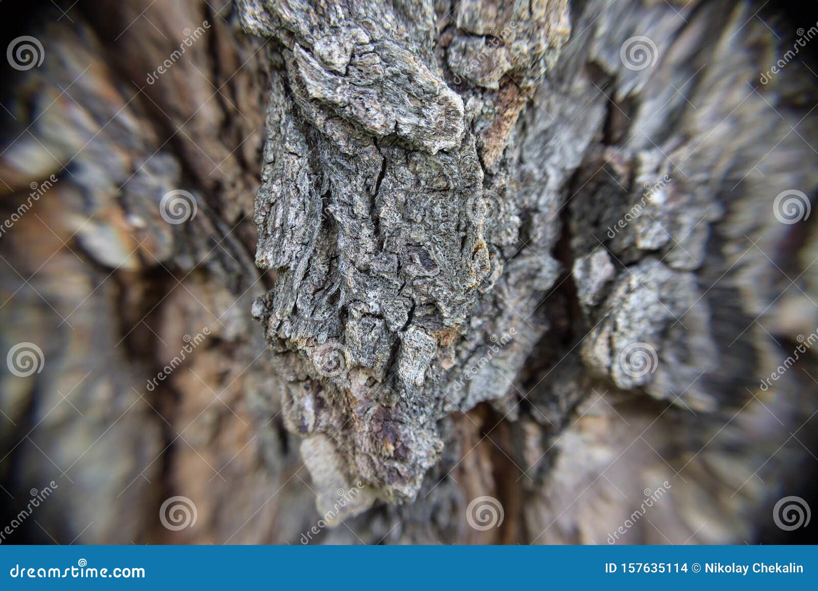 Close-up Macro View of Elm Tree Bark Texture Stock Photo - Image of ...
