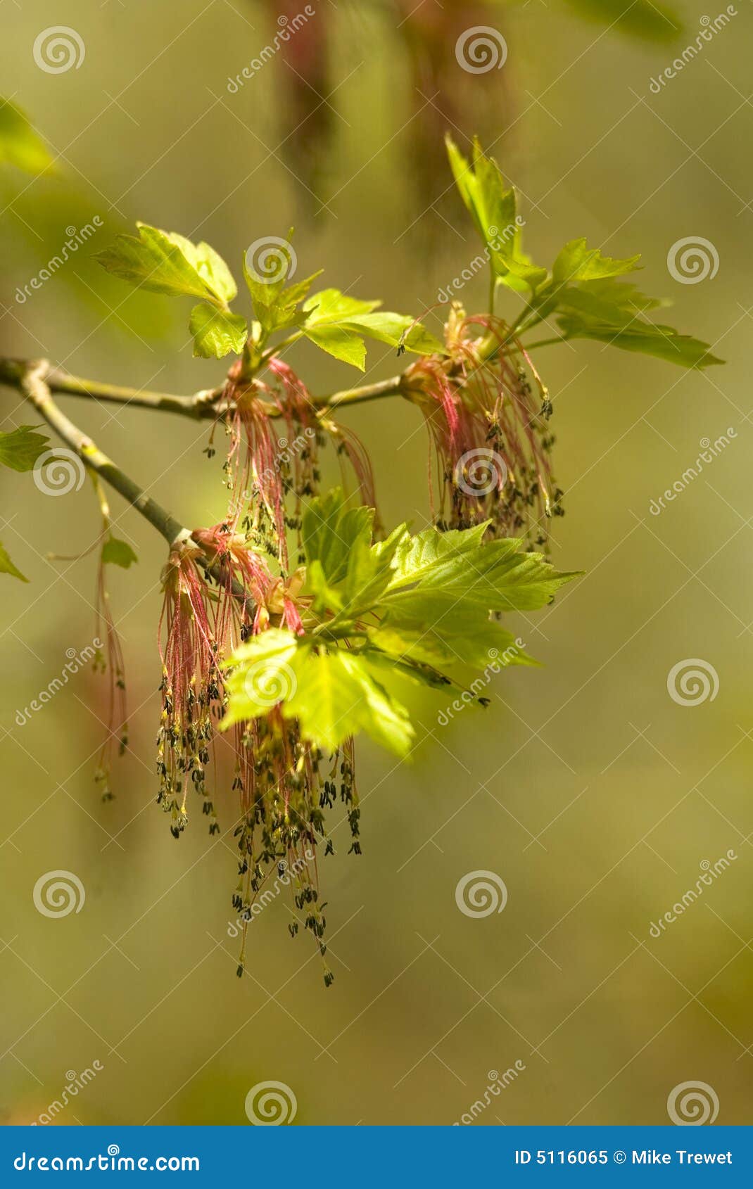 Acer negundo in bloom stock image. Image of background - 5116065