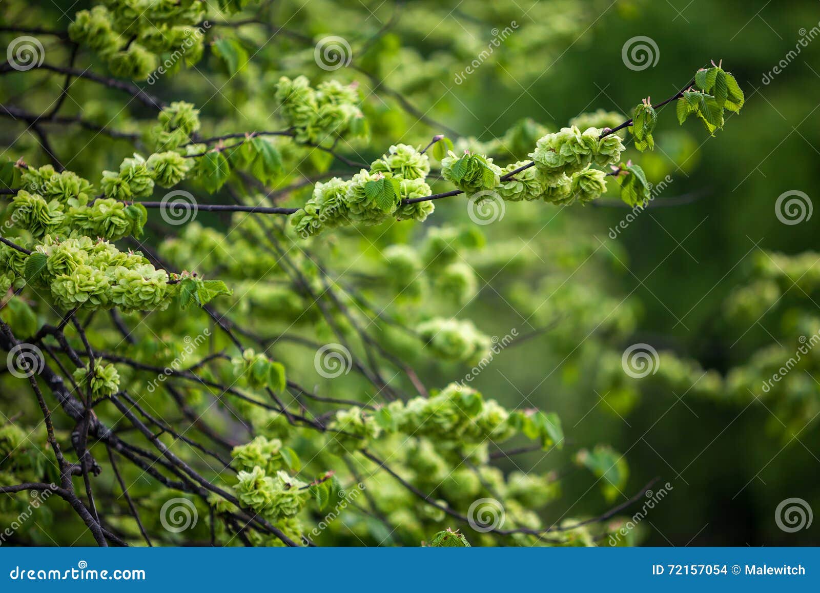 Elm tree blossoming stock photo. Image of macro, blossoming - 72157054