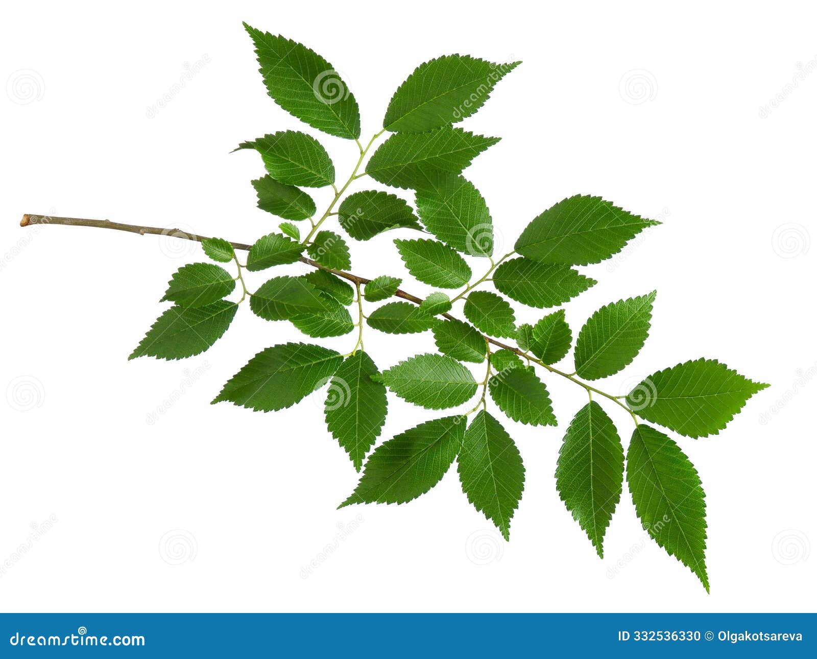 Elm Tree Branch with Green Leaves Isolated on White Background Stock ...