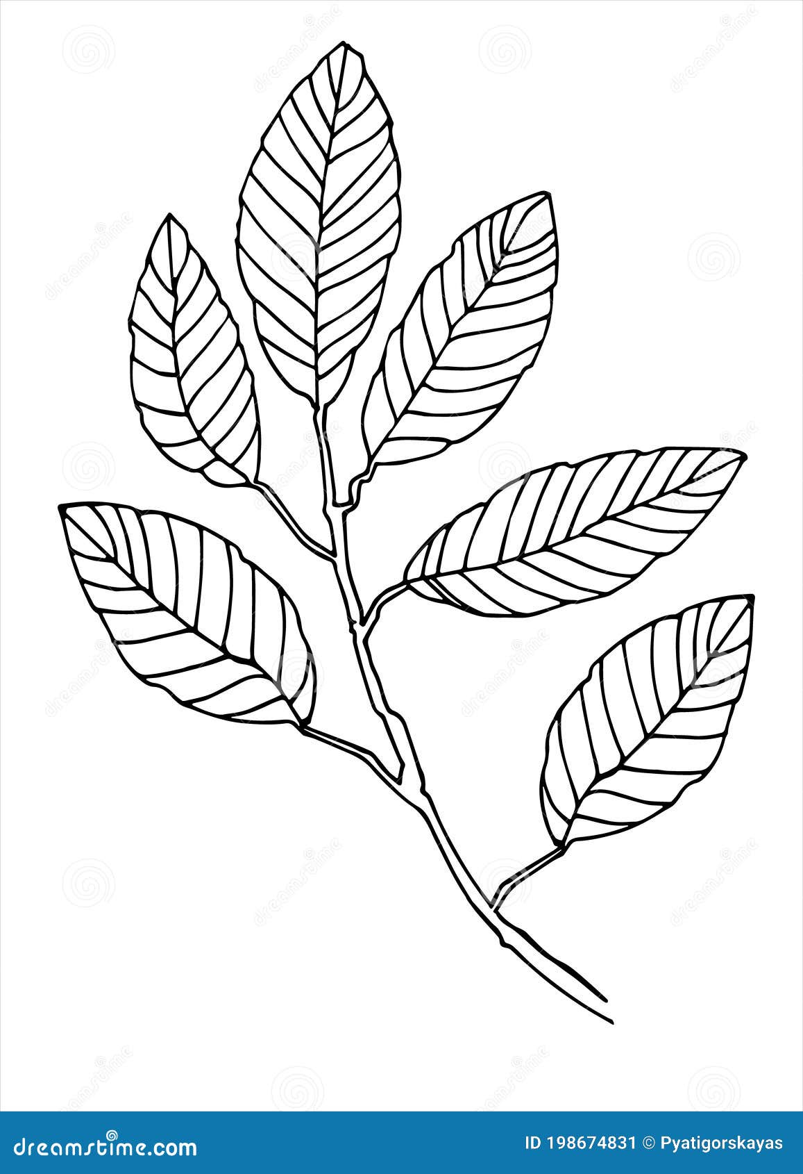Elm Tree Branch Vector Line Art Stock Vector - Illustration of branch ...
