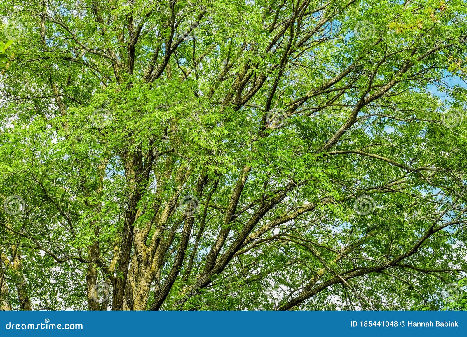 Elm Tree Branches with Leaves on Tree Stock Photo - Image of tree, leaf ...