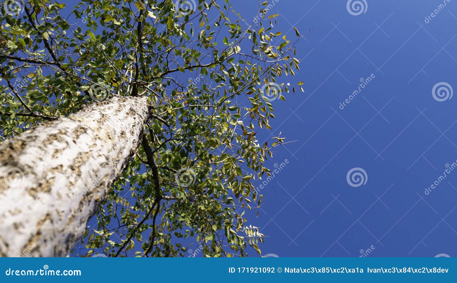 Elm Tree Branches with Leaves Waving in Front of the Blue Sky Stock ...