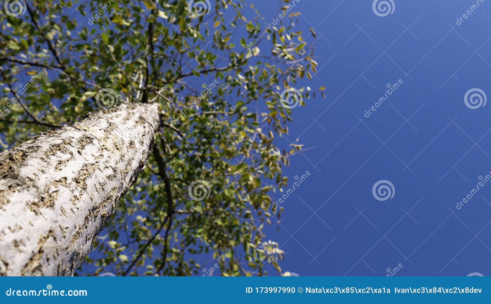 1,614 Elm Tree Branches Stock Photos - Free & Royalty-Free Stock Photos ...