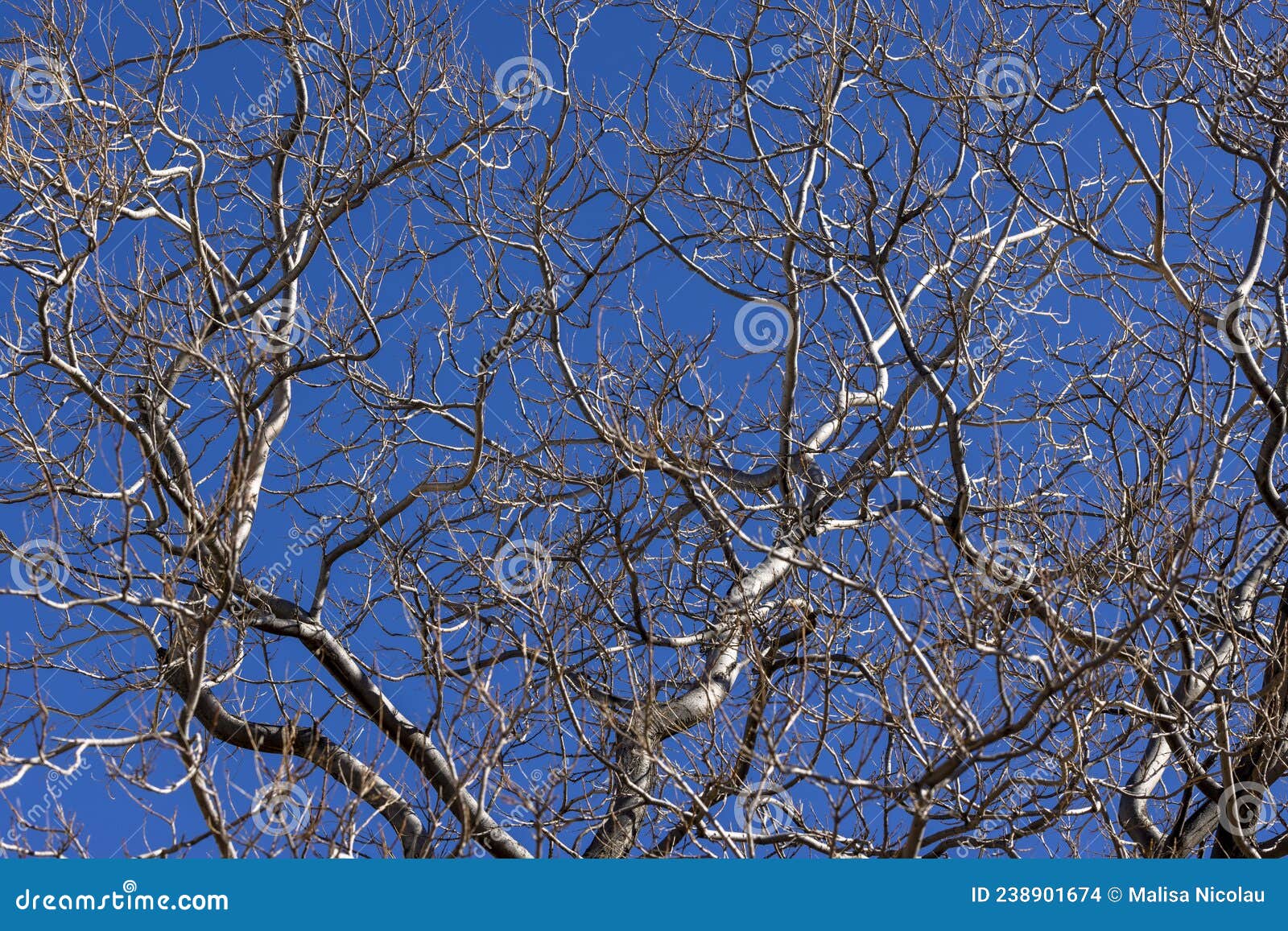 Elm Tree Branches and Limbs Backed by a Blue Sky Stock Photo - Image of ...