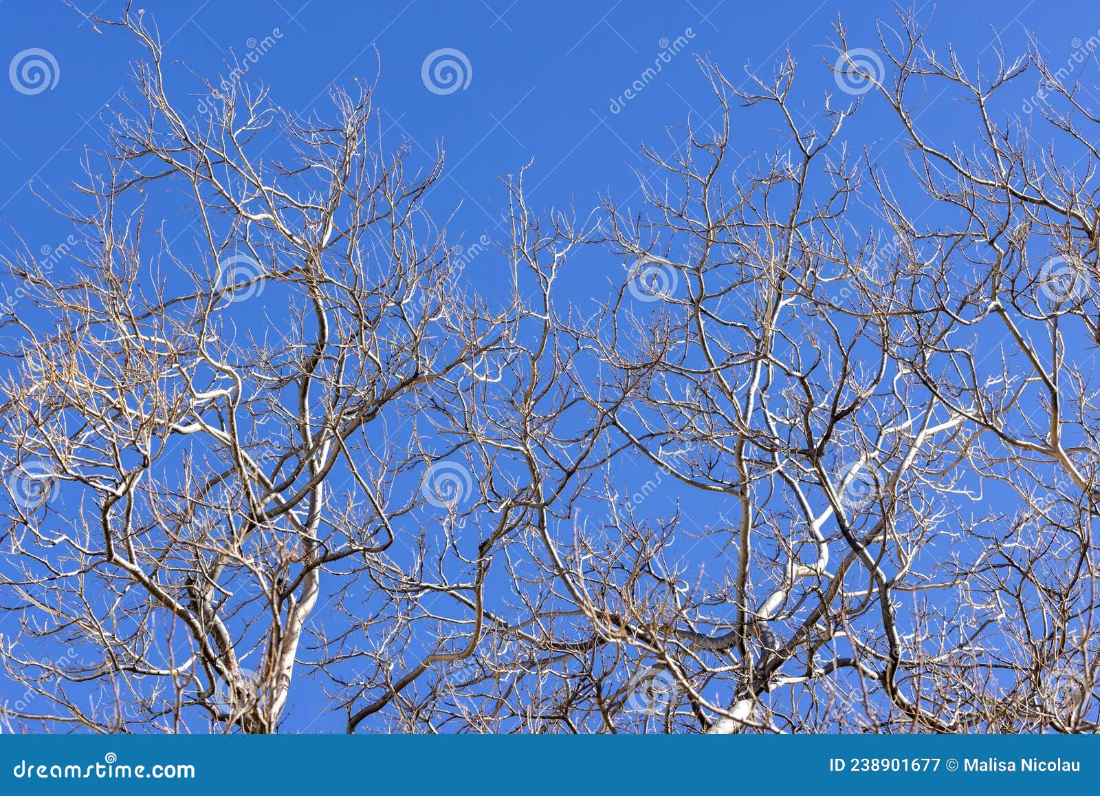 Elm Tree Branches and Limbs Backed by a Blue Sky Stock Image - Image of ...