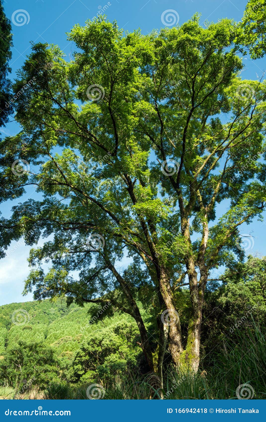 Elm tree branches spread stock photo. Image of wood - 166942418