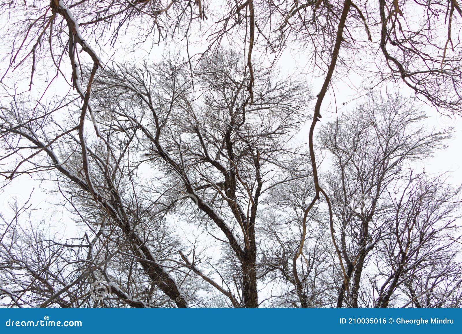 Elm Tree Branches in the White Sky in Winter Time Stock Photo - Image ...