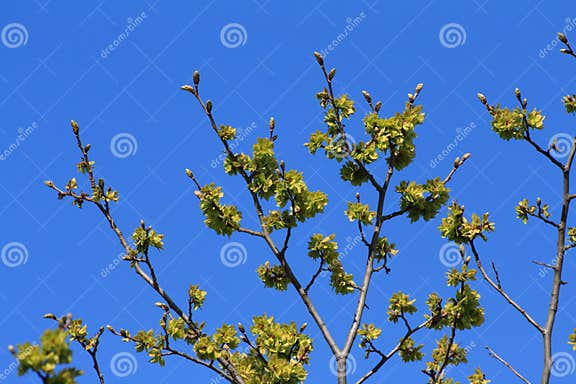 Elm tree, bud and samara stock image. Image of ulmus - 101933883