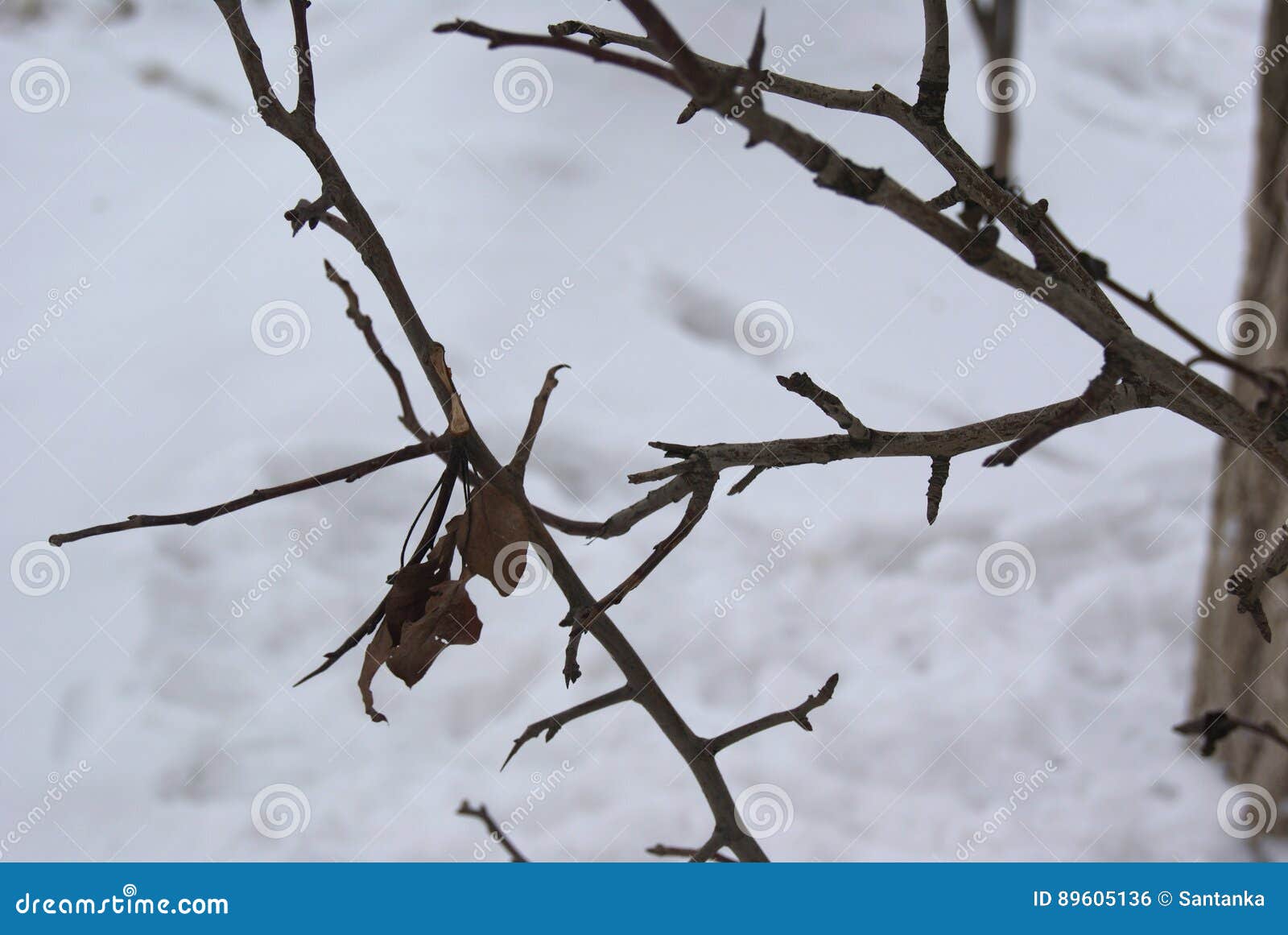Elm Tree Buds and Leaves in Winter Stock Photo - Image of natural ...