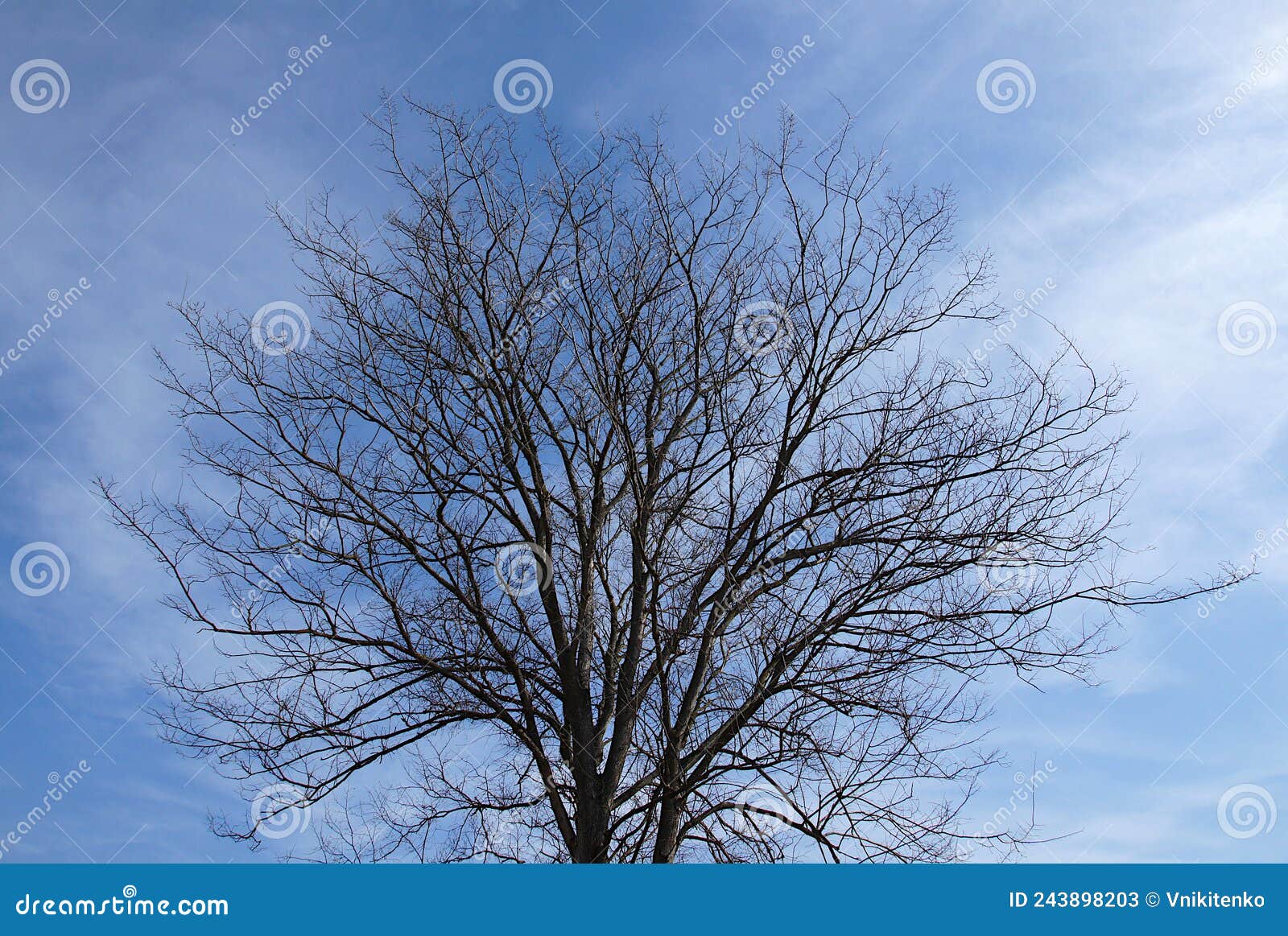 Elm tree crown stock image. Image of landscape, bright - 243898203
