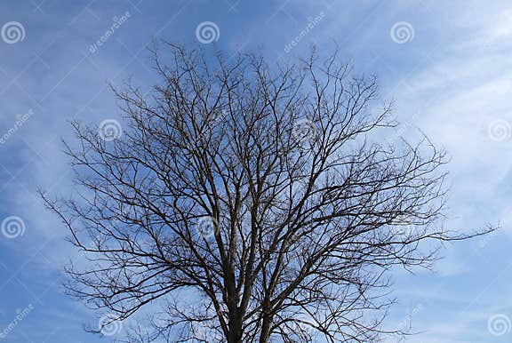 Elm tree crown stock image. Image of landscape, bright - 243898203