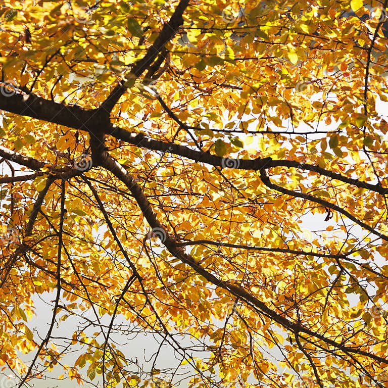 Elm tree in Fall color stock image. Image of outdoors - 2046647