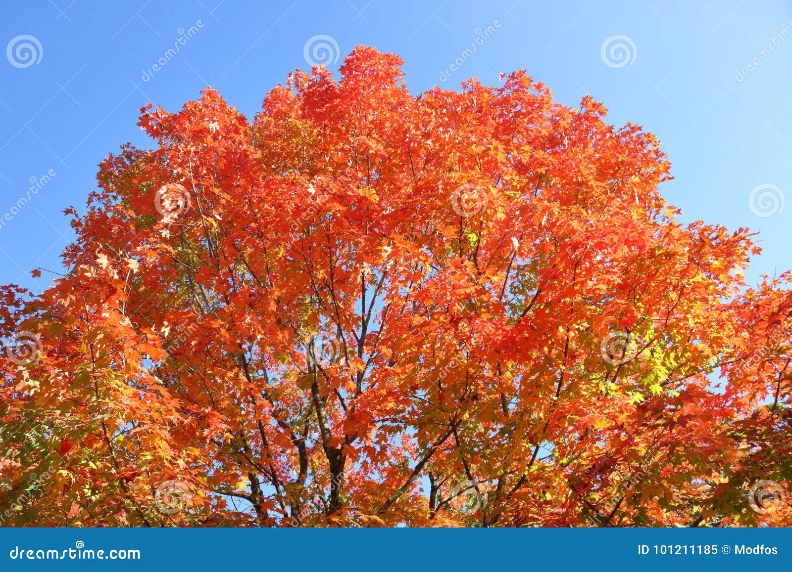 Elm Tree in the Fall stock image. Image of tree, large - 101211185