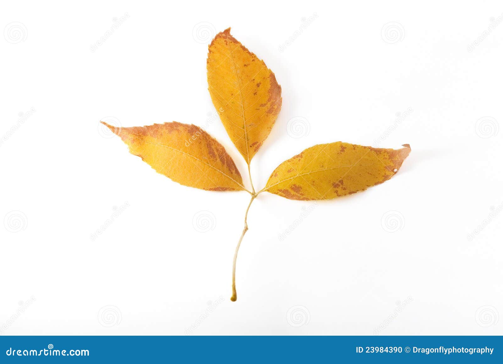 Elm Tree Fall Leaves Islolated Stock Photo - Image of single, nature ...