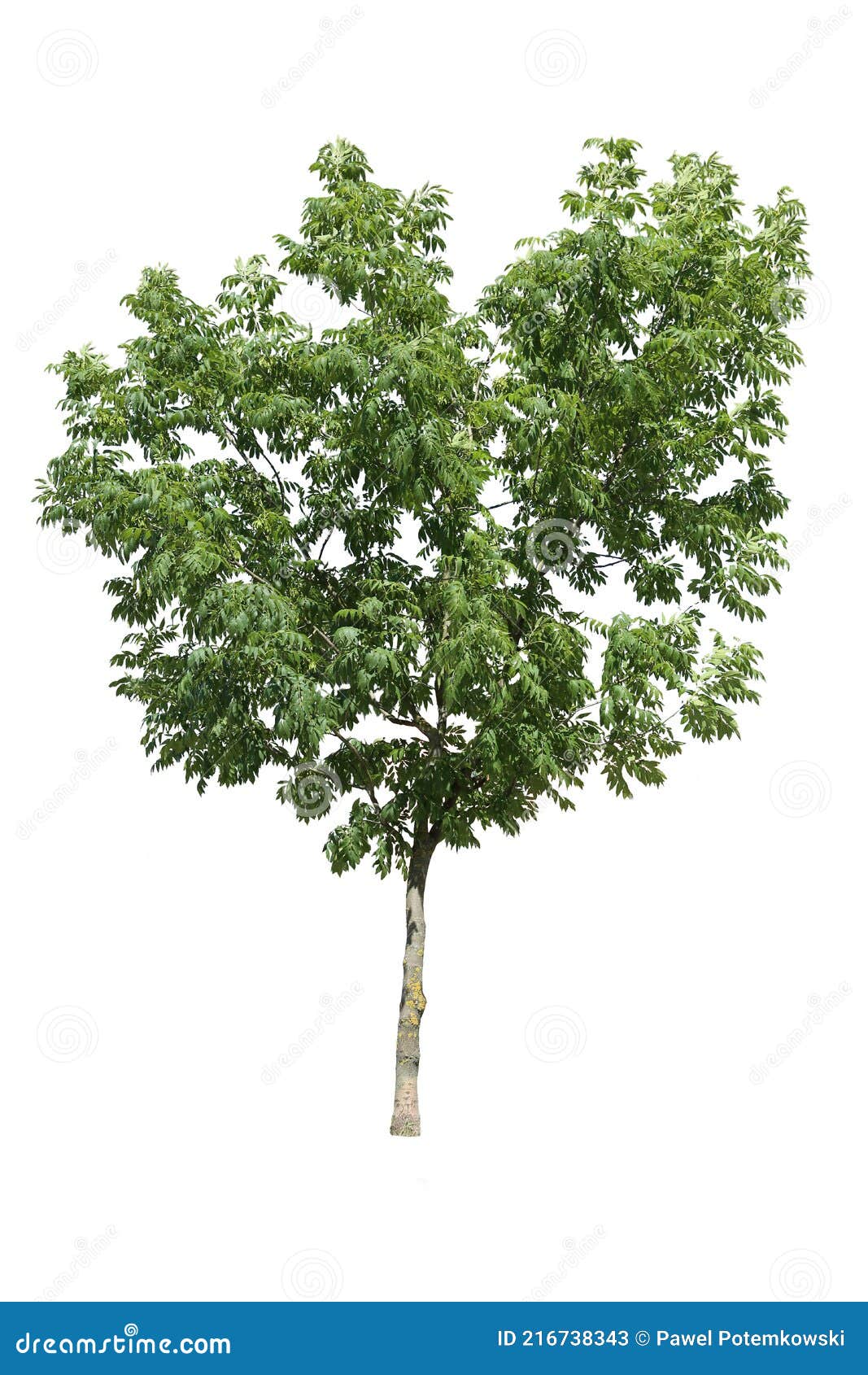 Elm Tree with Green Leaves Isolated on White Background Stock Image ...