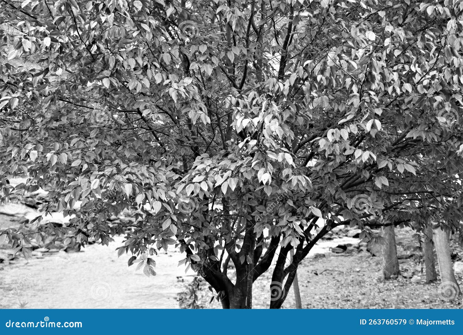 Elm Tree Leaves in Black and White Stock Image - Image of tree, branch ...
