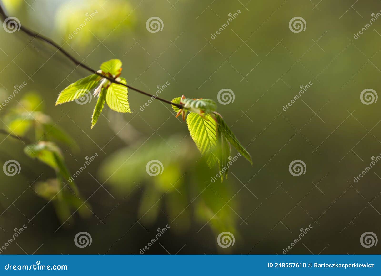 Fresh Elm Tree Leaves in Spring Afternoon Sunlight Stock Photo - Image ...
