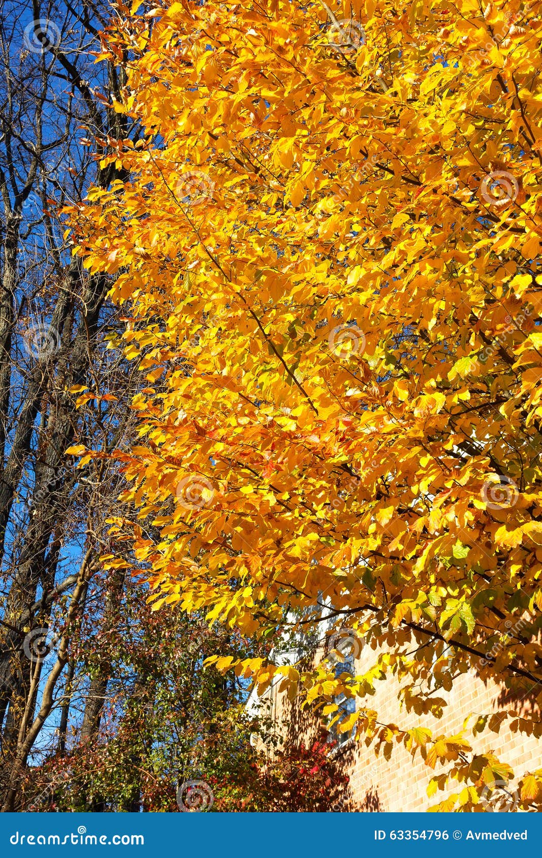 Elm Tree with Lush Foliage in Fall Season. Stock Photo - Image of young ...