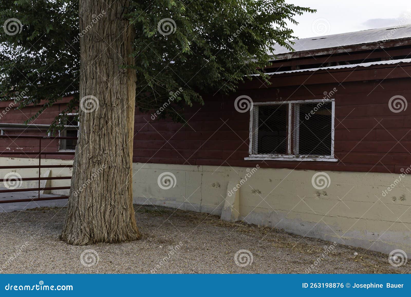 Elm Tree by the Red Barn stock photo. Image of home - 263198876