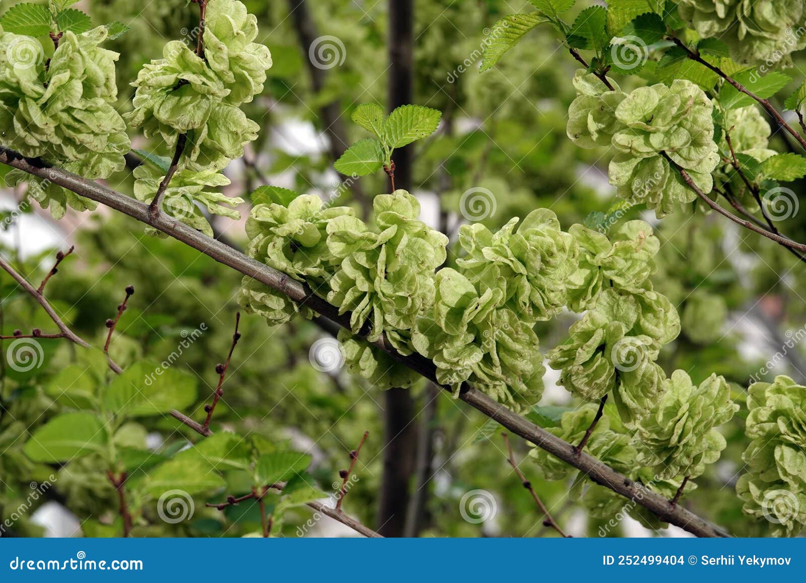 Elm tree rough in spring stock photo. Image of light - 252499404