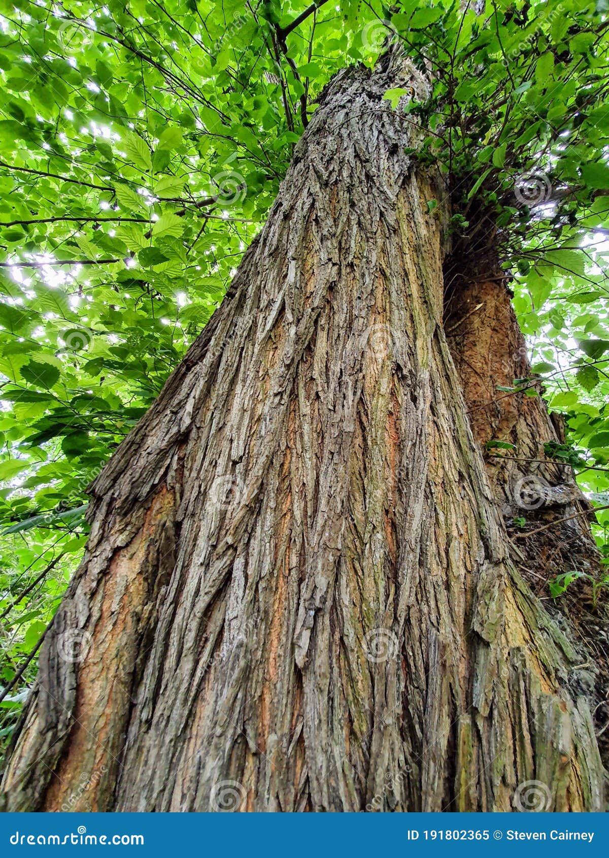 Elm Tree Scotland stock image. Image of tree, grove - 191802365