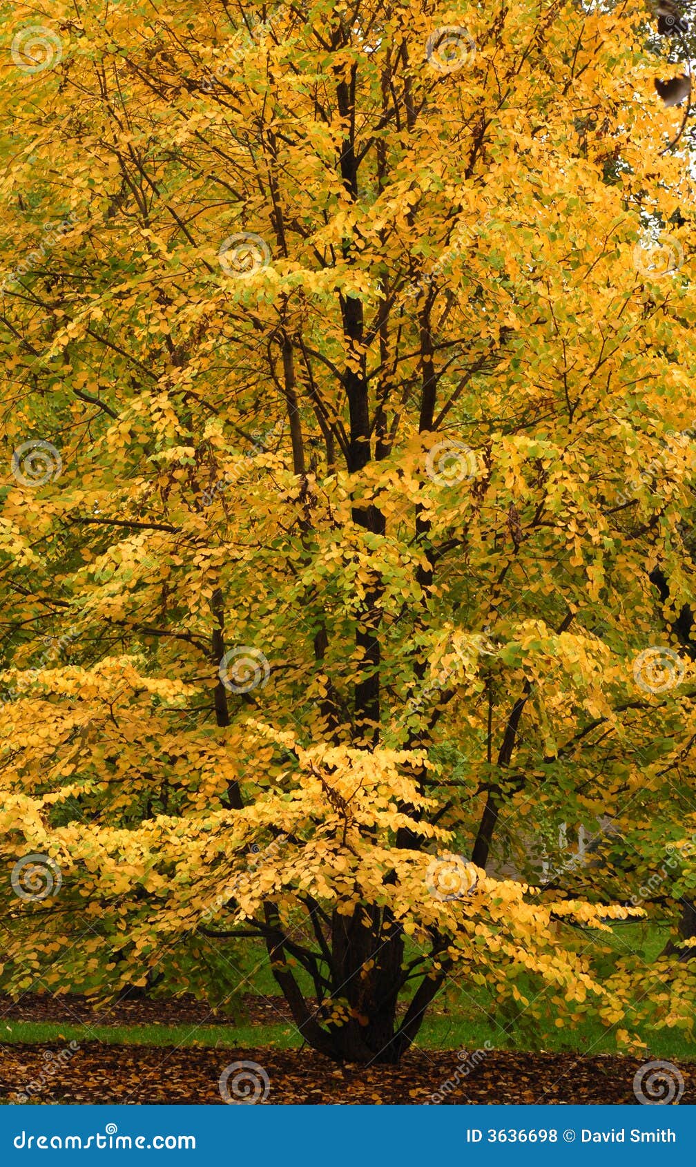 Elm Tree Showing Autumn Colors Stock Photo - Image of scenic, rural ...