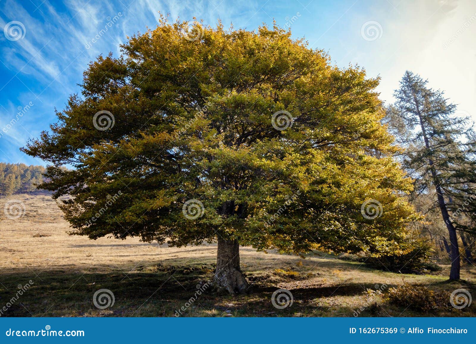 Elm tree stock image. Image of branch, foliage, nature - 162675369