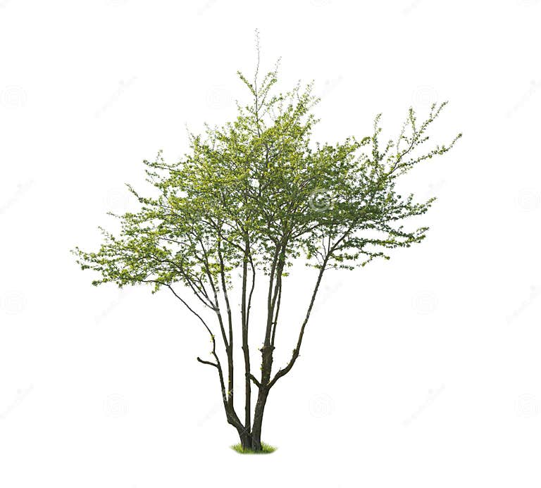 Elm Tree during Spring, Green Leafed Tree Isolated on White Background ...