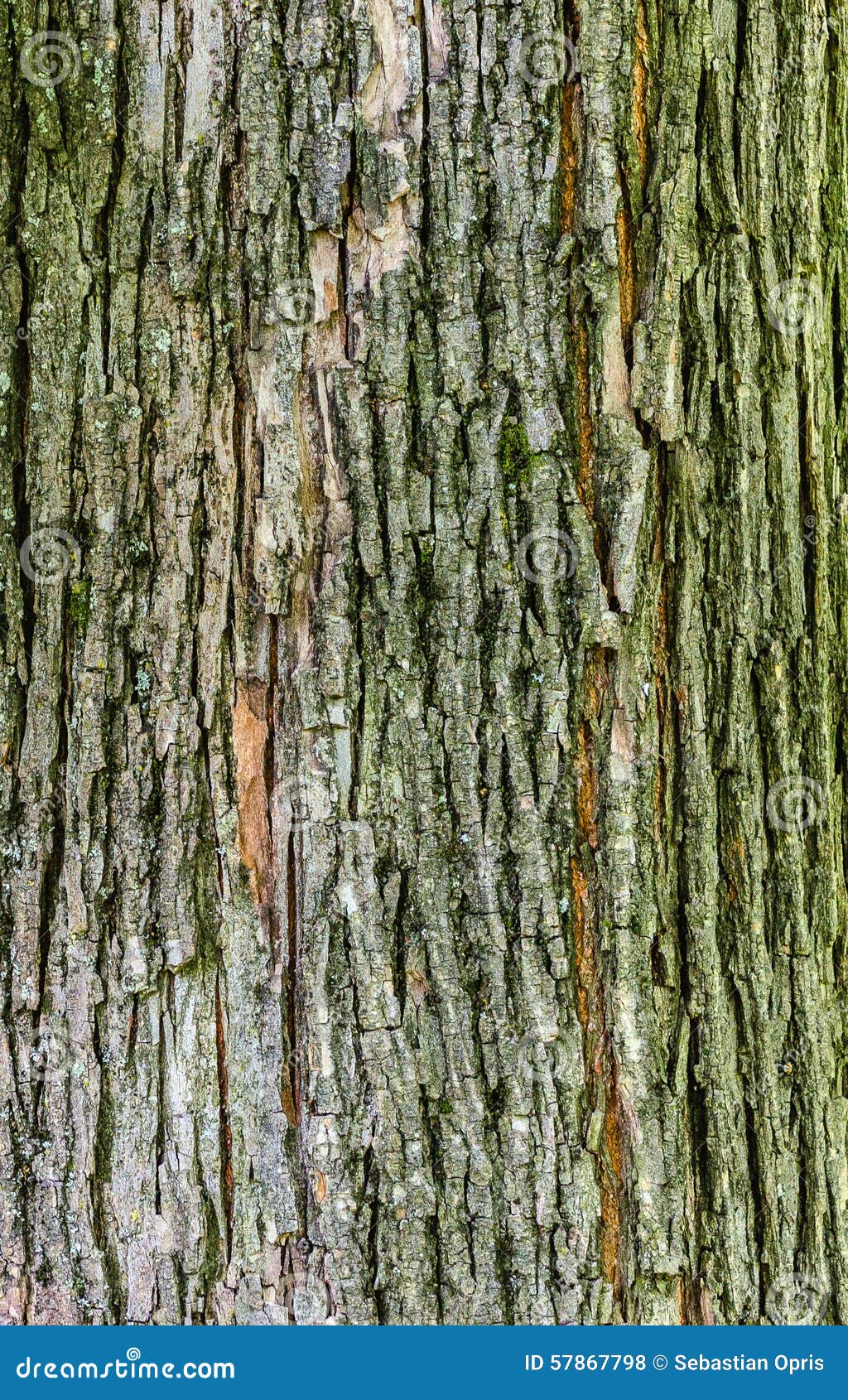 Elm Tree Texture Stock Photo | CartoonDealer.com #57867798