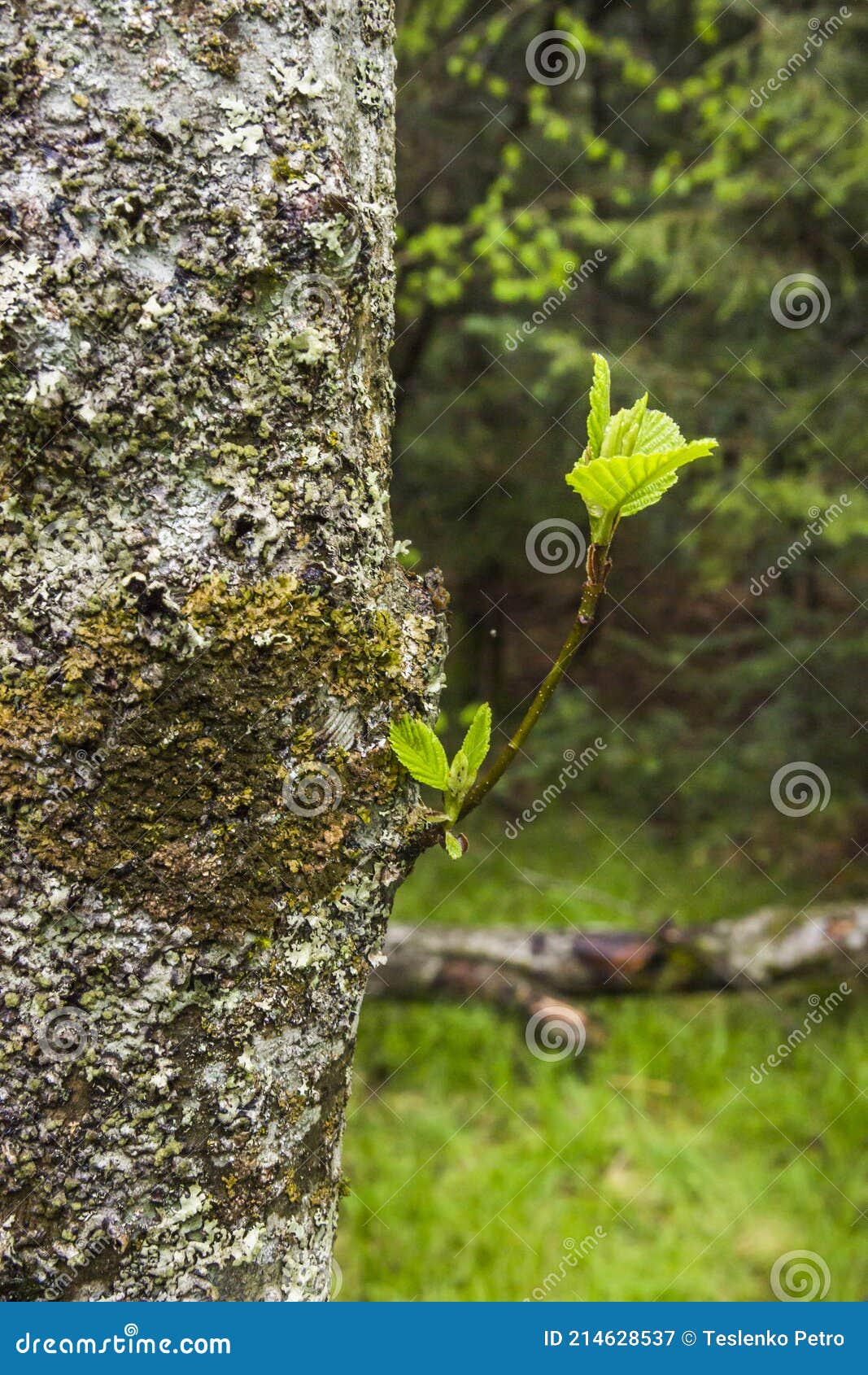 Elm tree trunk stock image. Image of texture, botany - 214628537