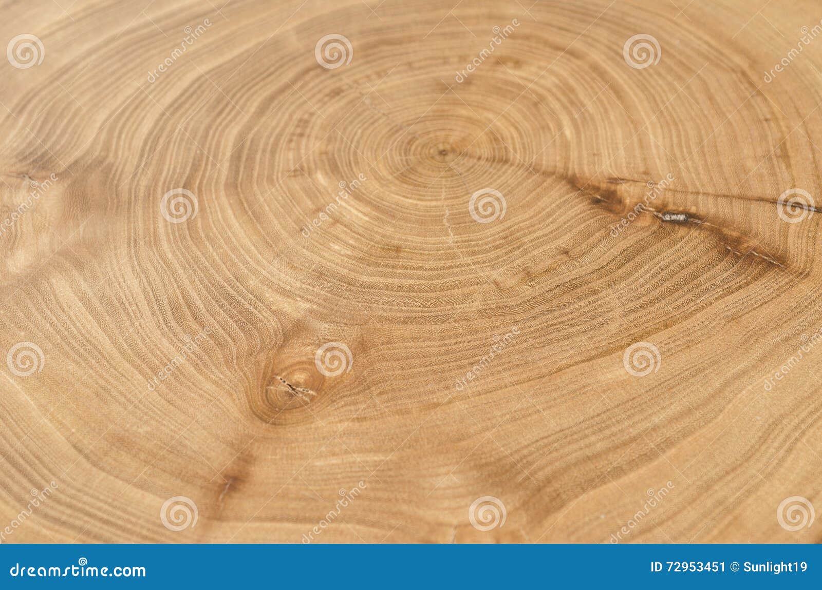 Elm Tree Trunk Showing Growth Rings. Stock Image - Image of panel ...