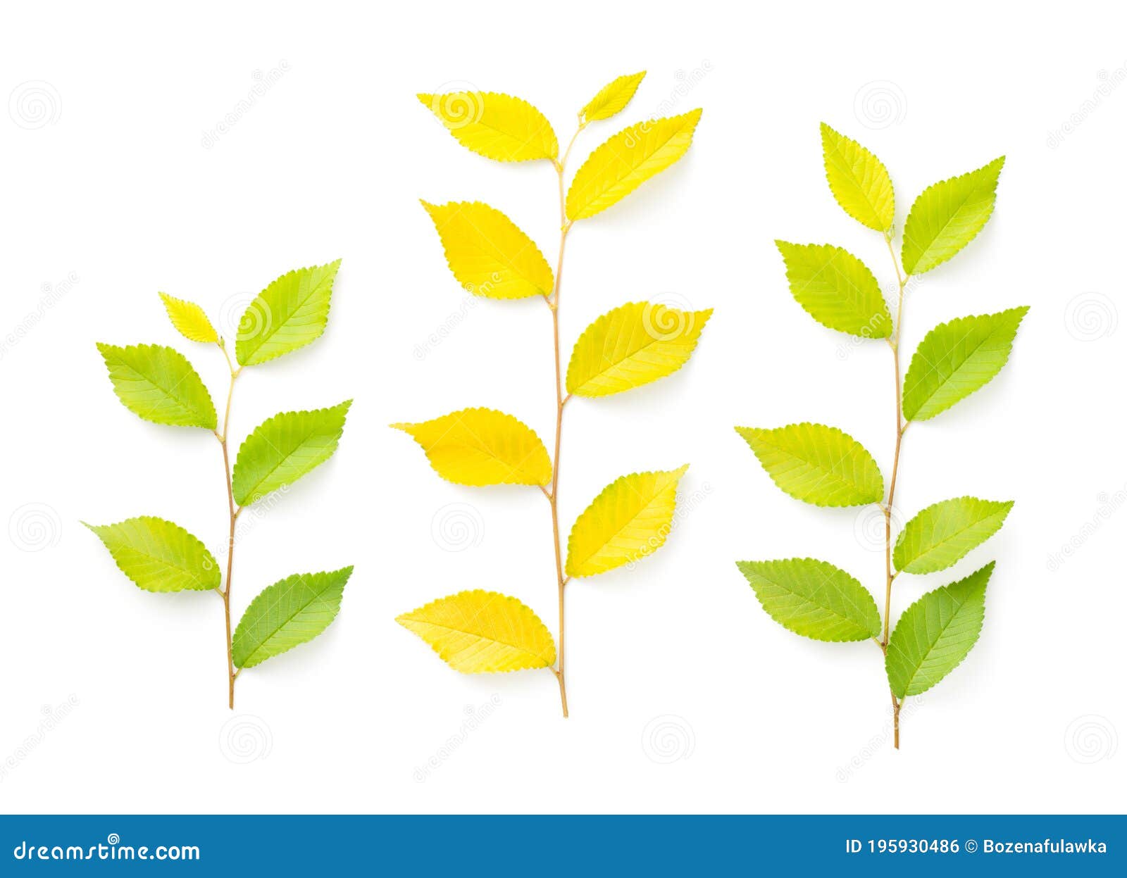 Elm Tree Twigs Isolated on White Background Stock Photo - Image of ...