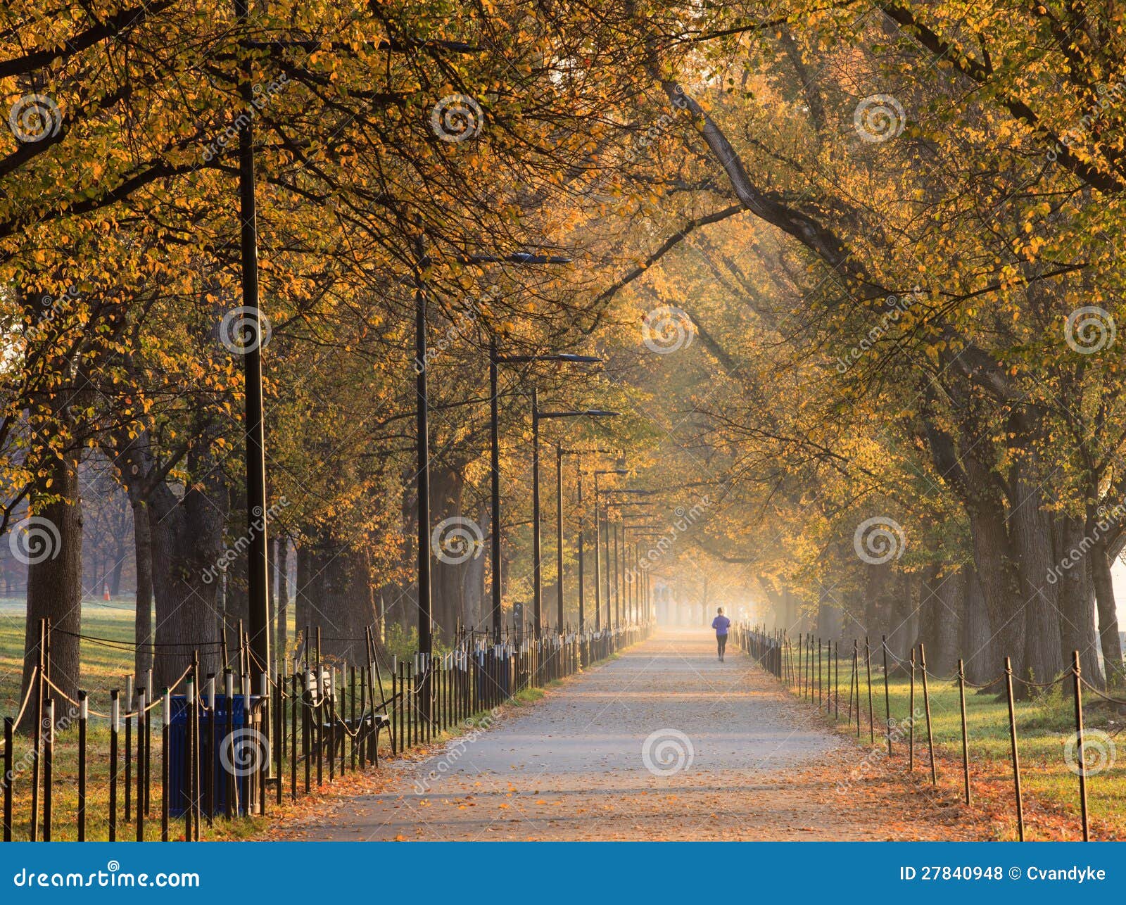 Elm Tree Walk Washington DC Stock Photo - Image of walk, morning: 27840948