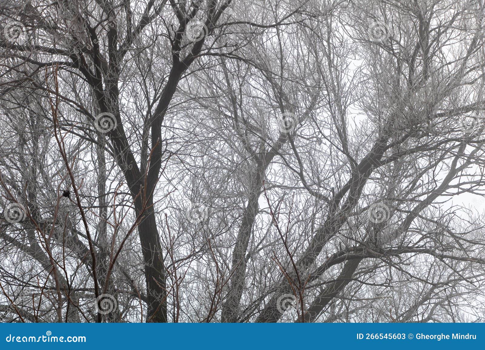 An Elm Tree in Winter: a Study in Frost and Ice Textured Stock Image ...