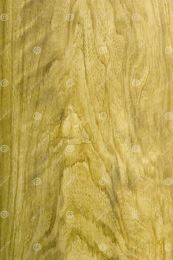 Elm tree wood texture stock photo. Image of color, colored - 12984440
