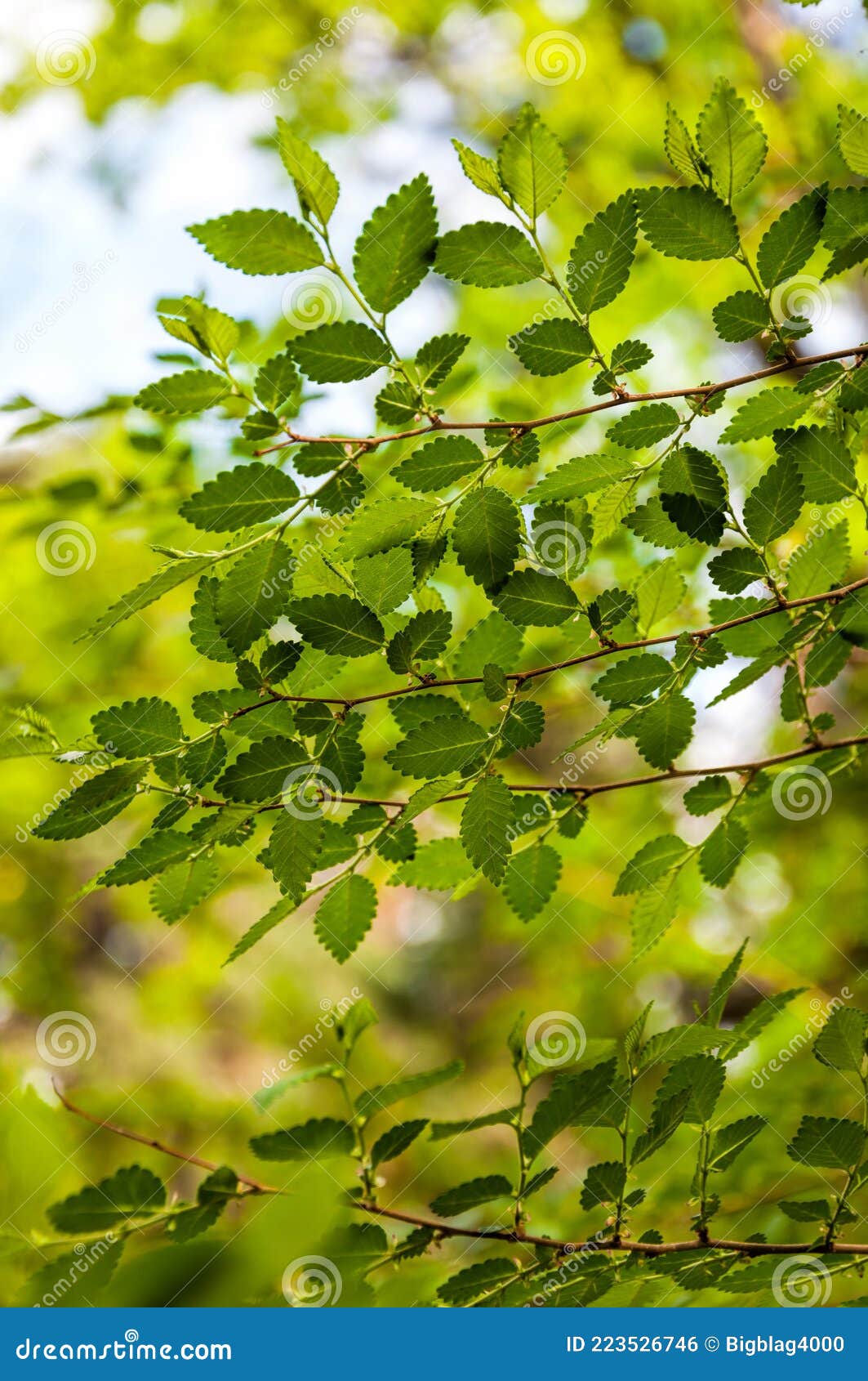 Elm-tree Young Leaves Background.Forest Backdrop. Stock Photo - Image ...