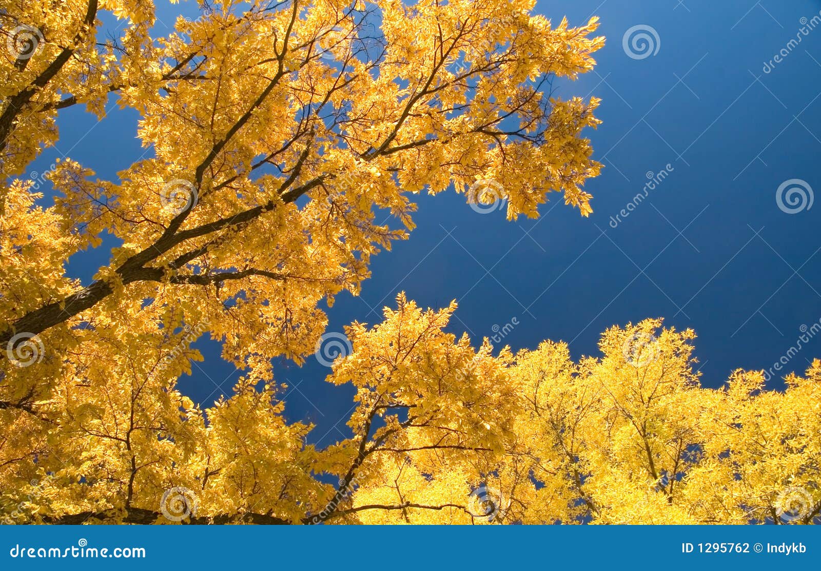 Elm trees in autumn 2 stock photo. Image of beauty, browning - 1295762
