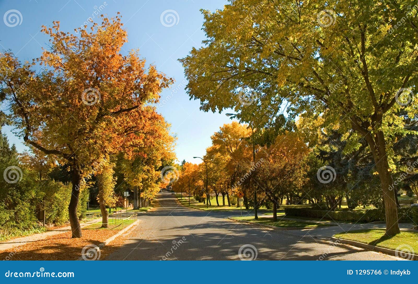 Elm trees in autumn 3 stock photo. Image of colors, october - 1295766