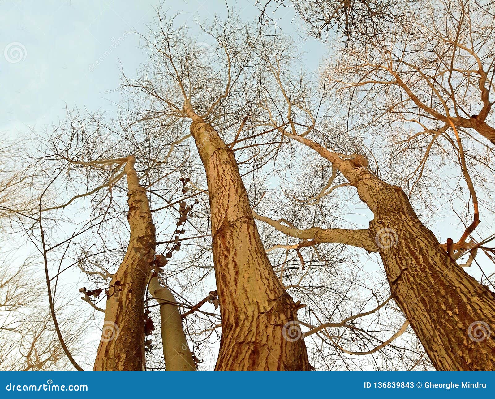 Elm Trees, Branches on Clear Sky in Winter Stock Image - Image of ...