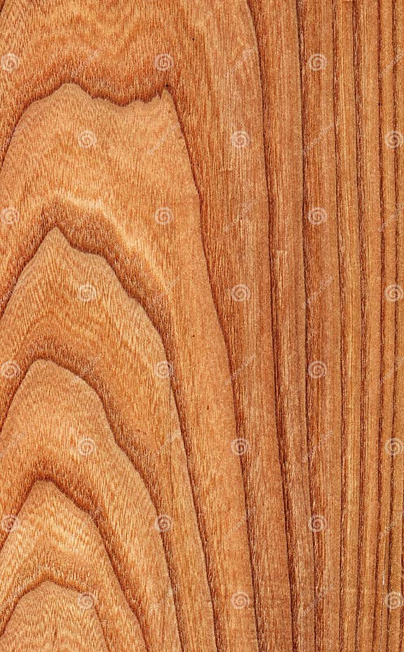Elm (wood texture) stock photo. Image of board, lumber - 23701232