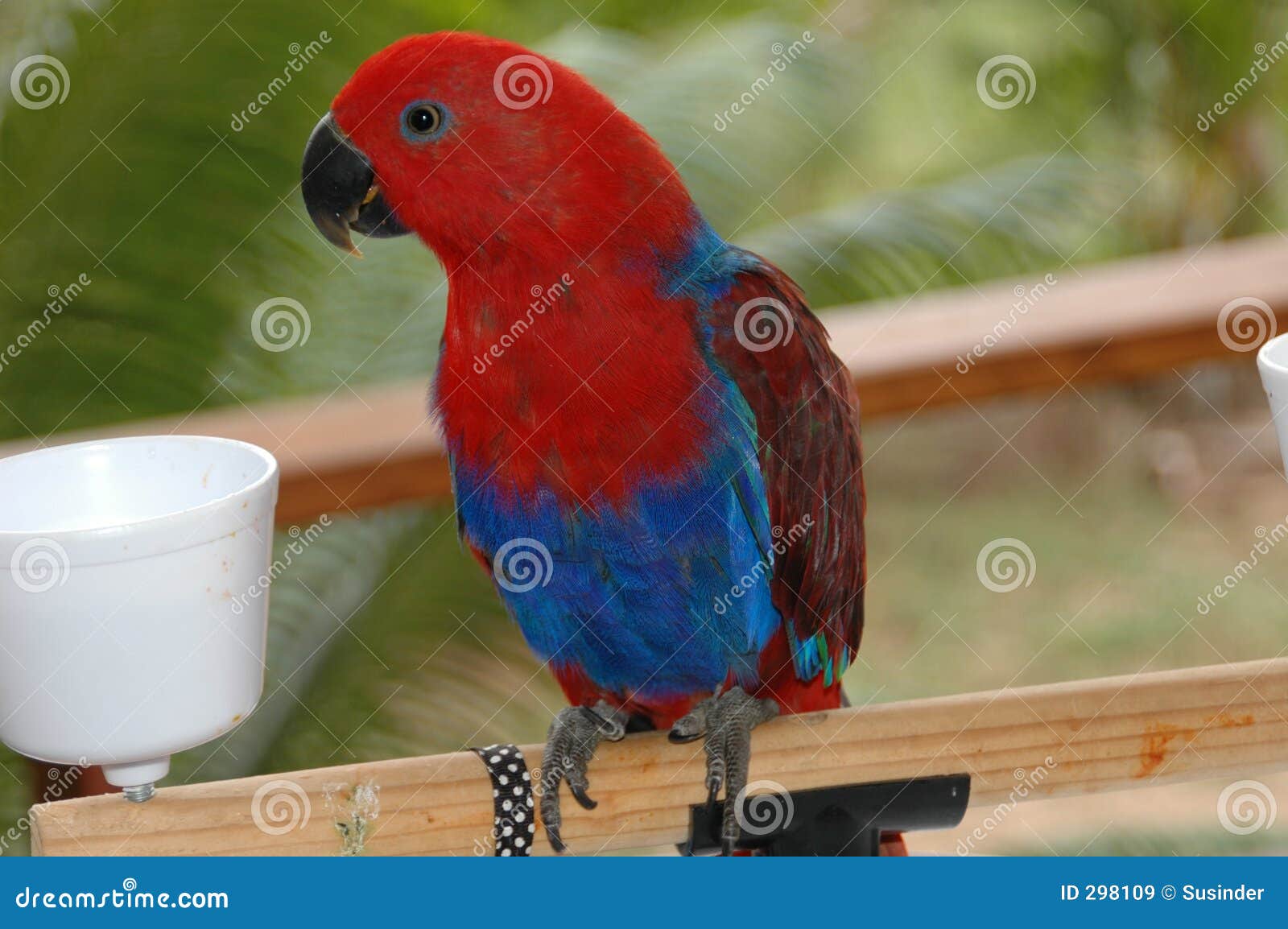 Elmo der Papagei stockbild. Bild von dumm, gehockt, unterhaltung - 298109