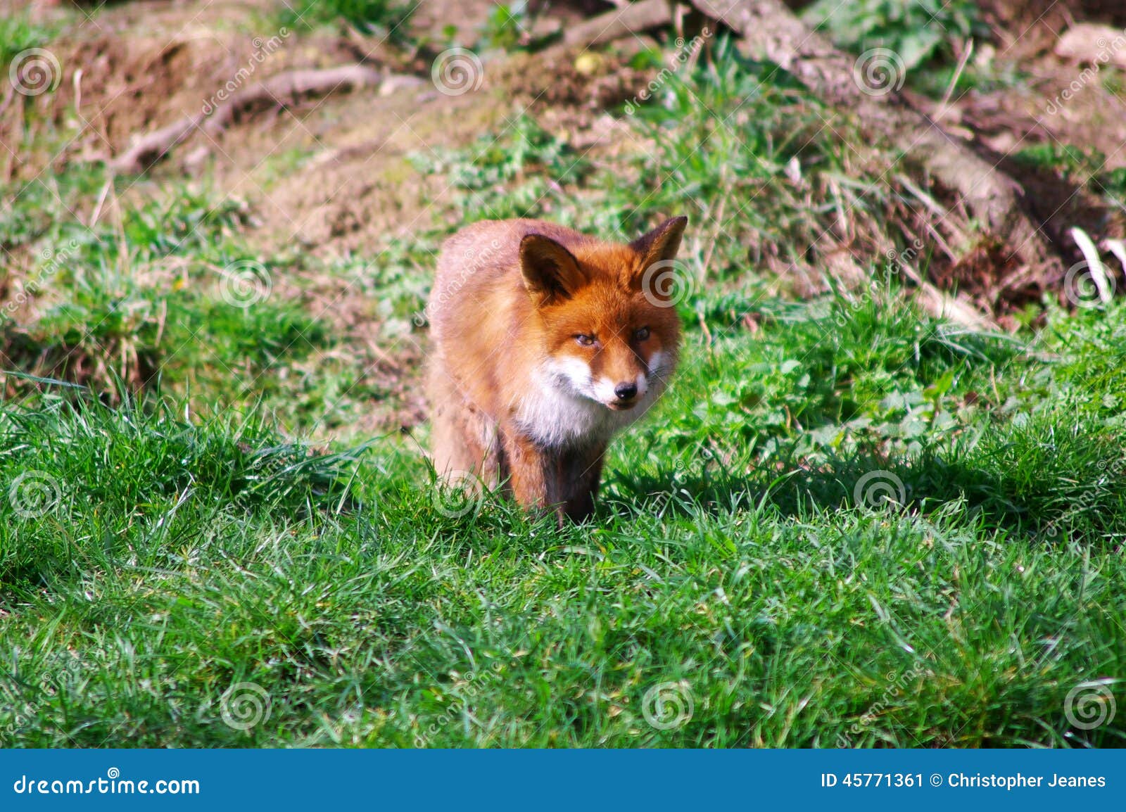Elmo the Fox stock image. Image of tiggywinkles, nature - 45771361