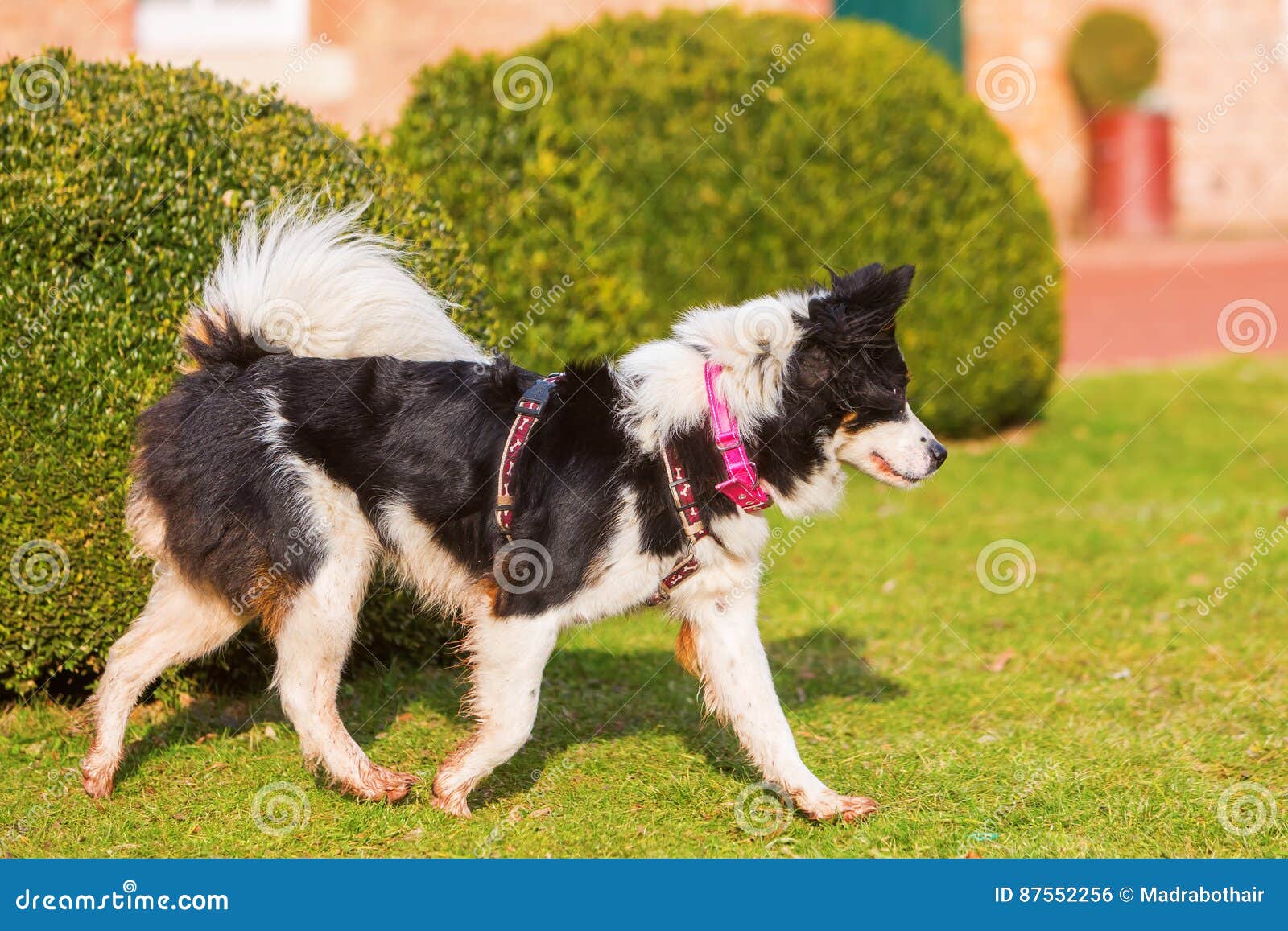 Elo Dog Walking on the Lawn Stock Photo - Image of lawn, meadow: 87552256