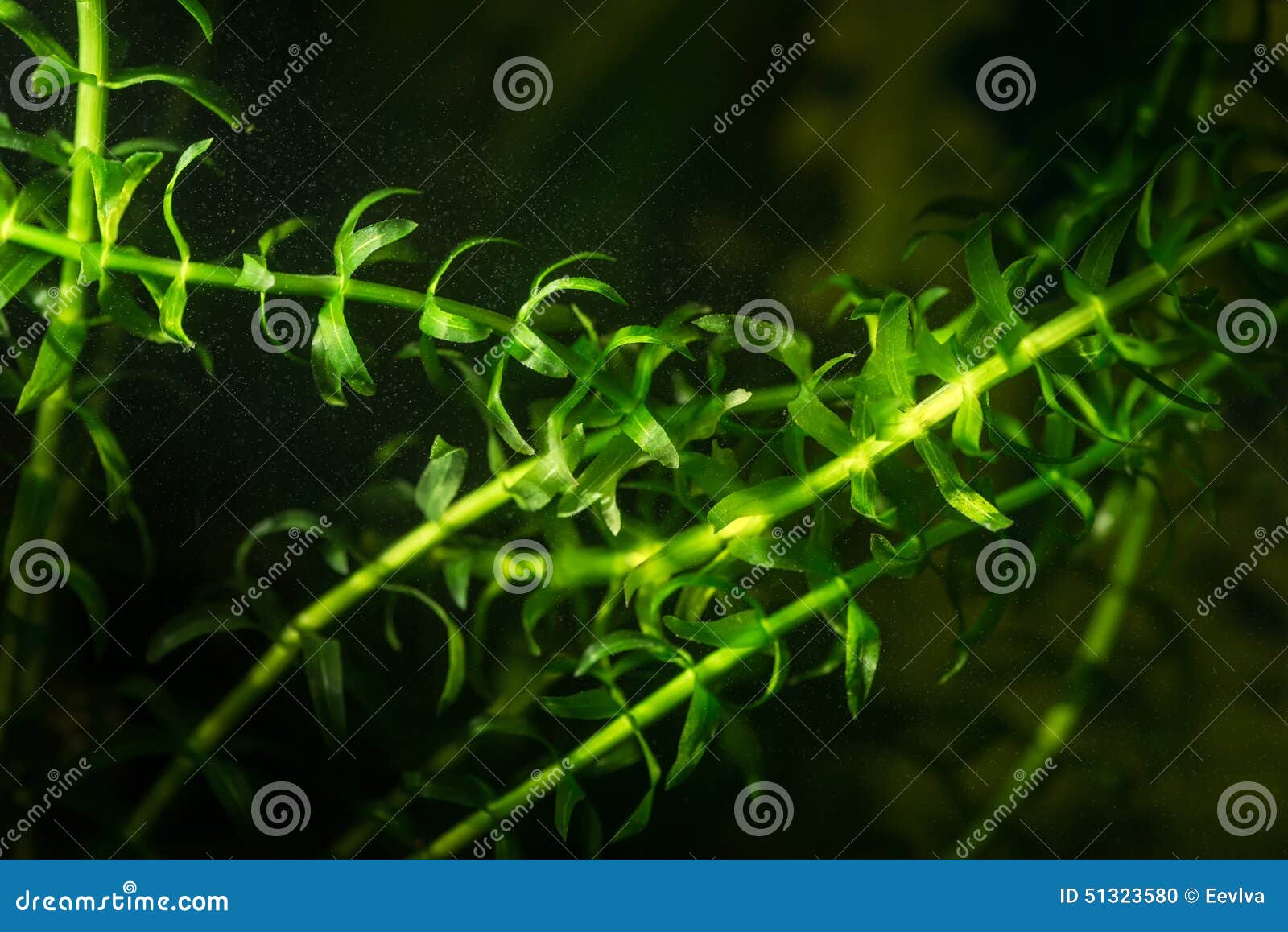 Elodea in aquarium. stock photo. Image of fish, decorative - 51323580